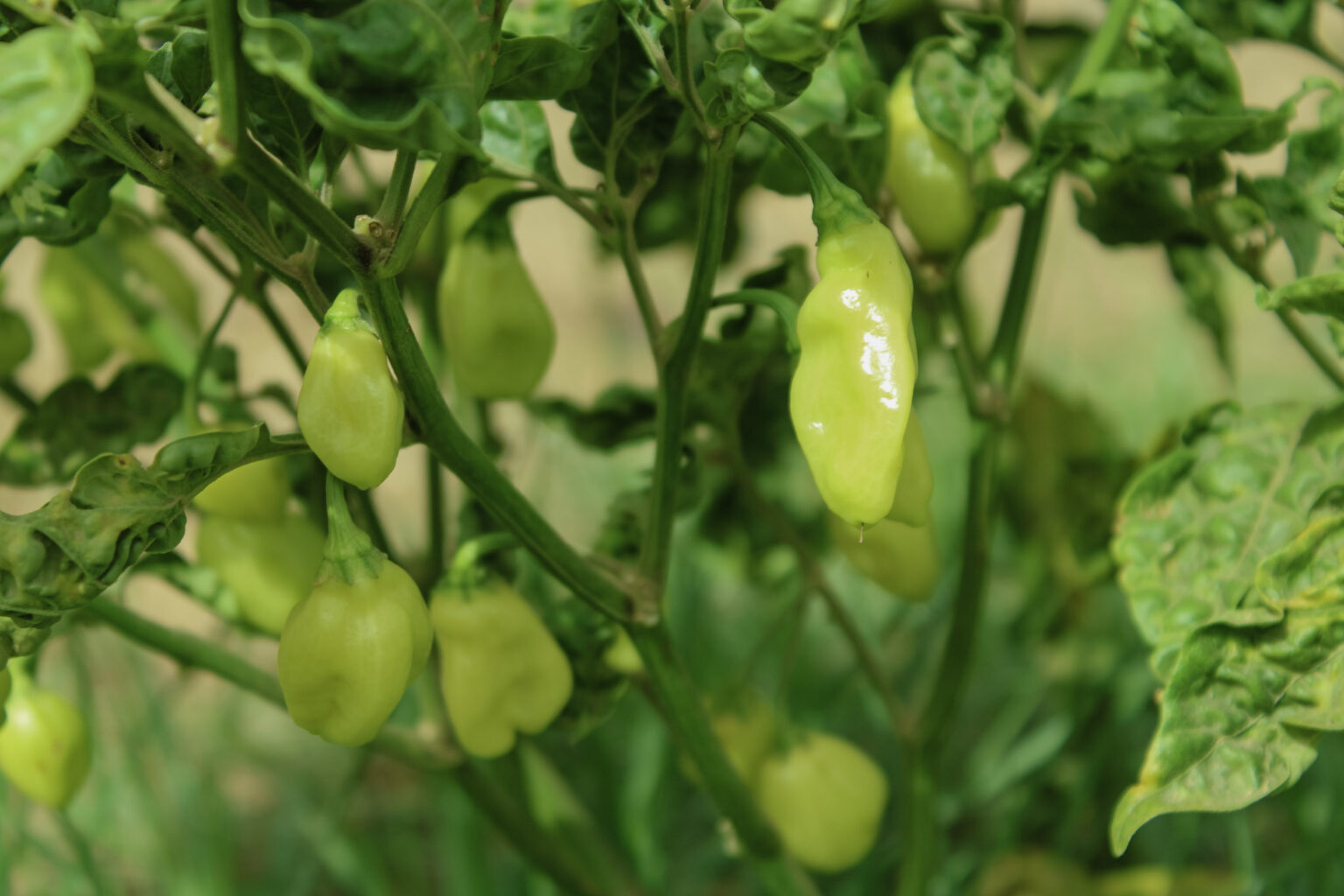 Agroecology in Senegal: Lessons from Mohammed's Innovative Model Farm ...