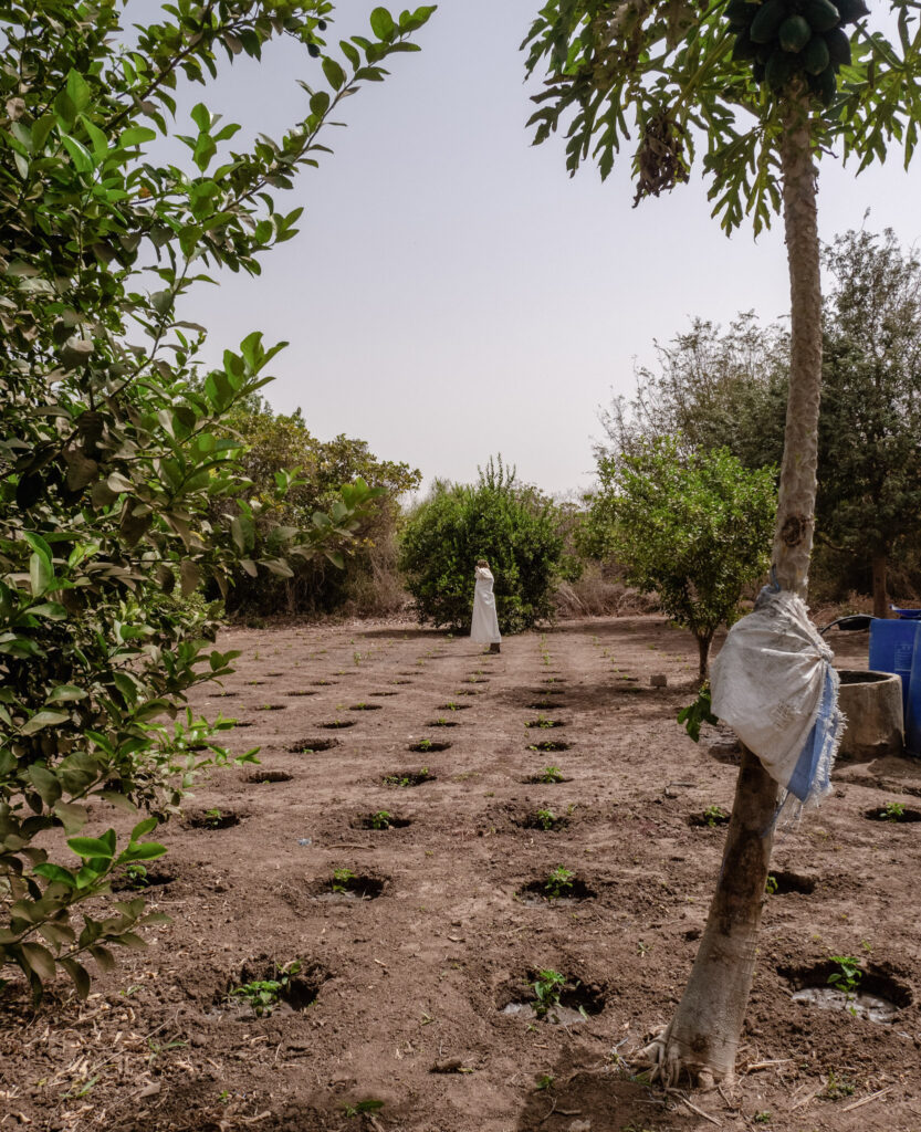 Agroecology in Senegal: Lessons from Mohammed's Innovative Model Farm ...