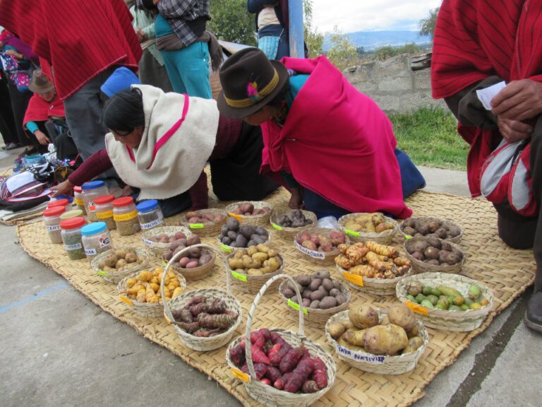 Indigenous Farming Systems in Ecuador: Lessons for Adapting to Climate ...