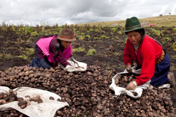 Indigenous Farming Systems in Ecuador: Lessons for Adapting to Climate ...