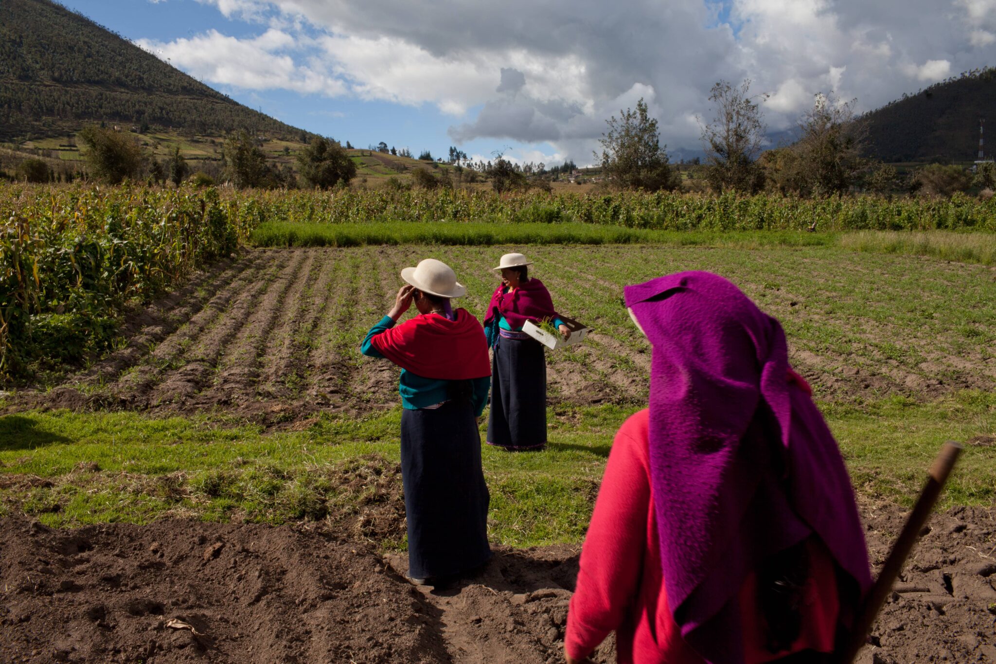 Indigenous Farming Systems in Ecuador: Lessons for Adapting to Climate ...
