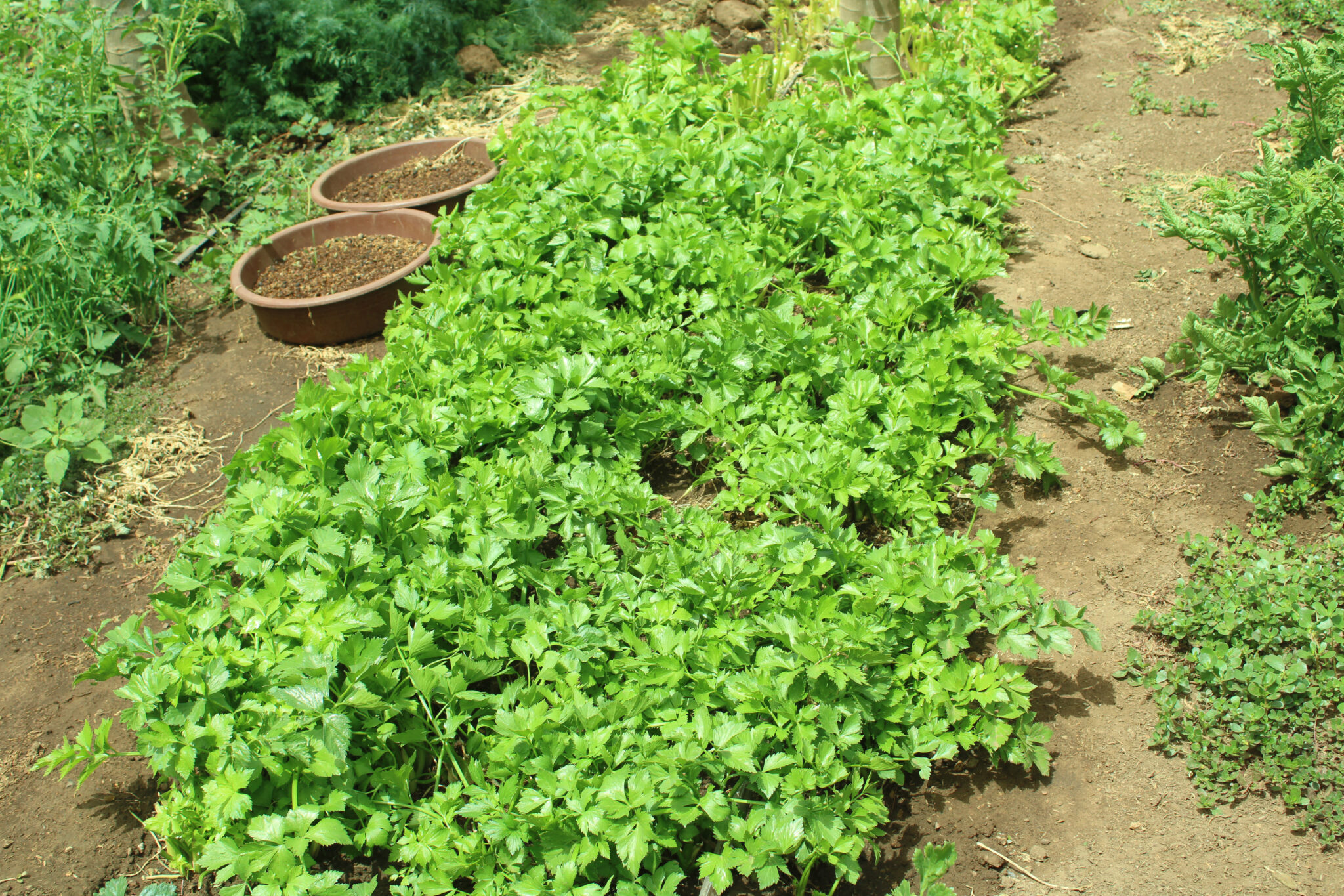 How Penda Turned a Dumping Ground into an Agroecological Urban Farm in ...