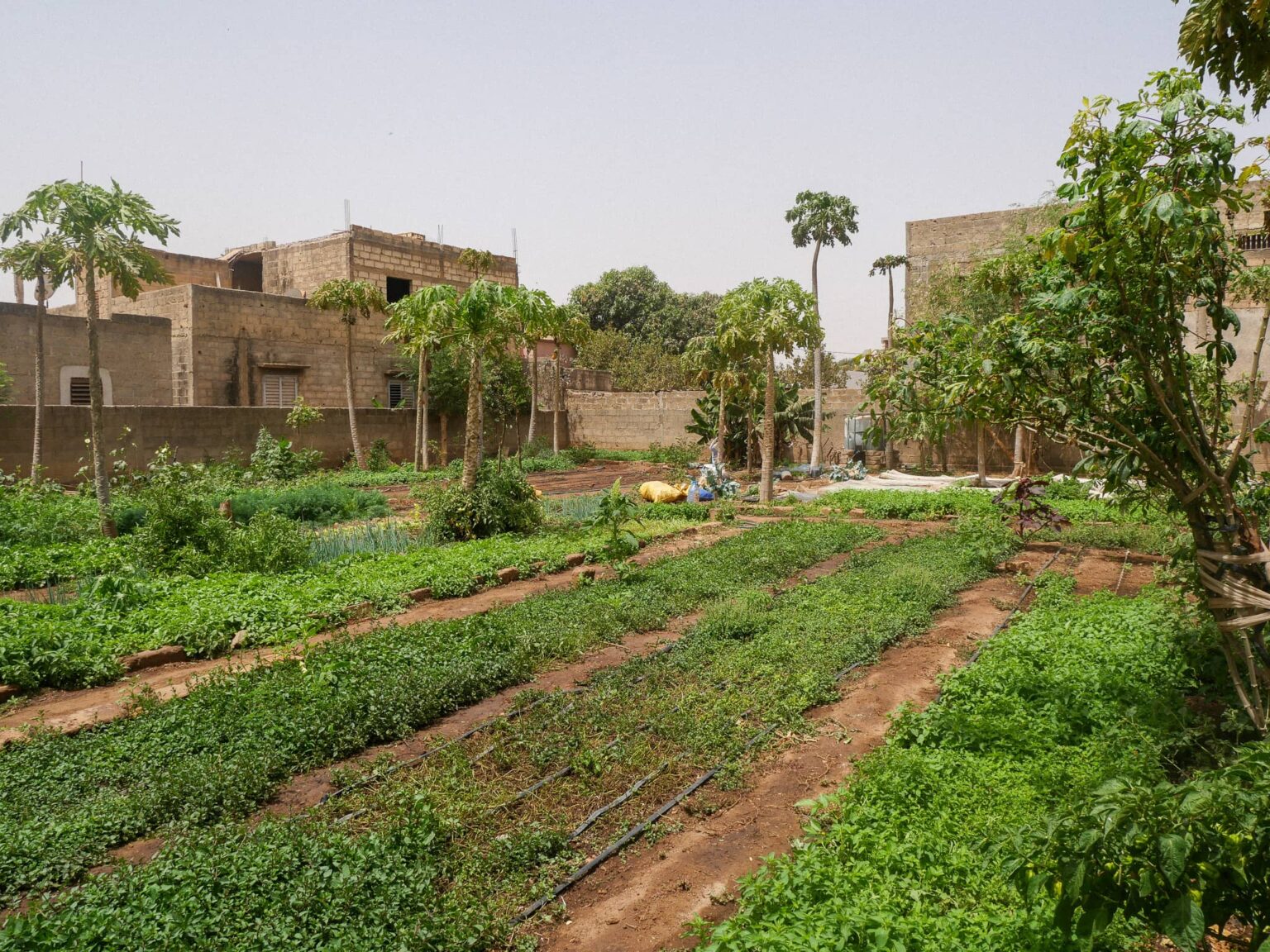 How Penda Turned a Dumping Ground into an Agroecological Urban Farm in ...